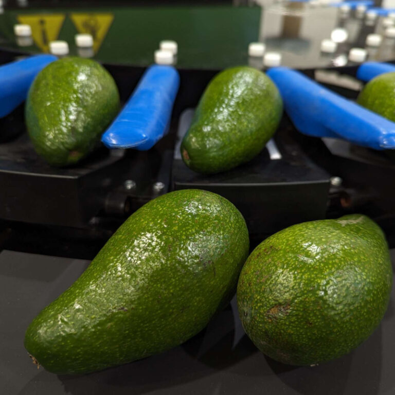 Fruit sorters - Green Sort