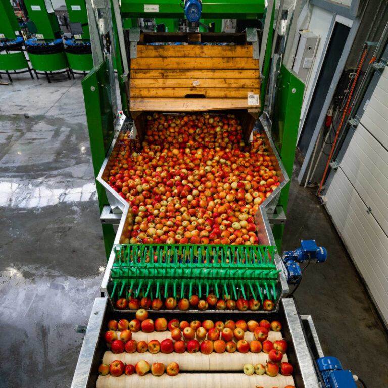 Fruit sorters - Green Sort